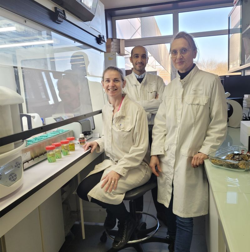 Accréditation pour la détection des bactériophages infectieux - Labeo